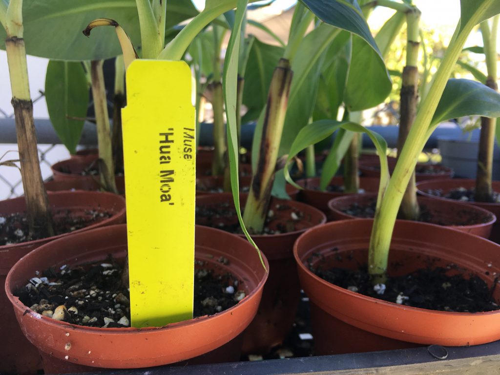 HUA MOA Popo’ulu Chicken Egg Banana Plant – Hawaiian Plantain ...