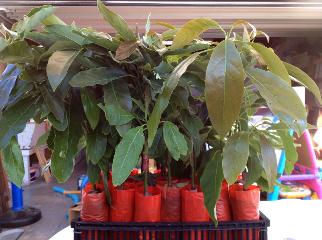 Fuerte Avocado Tree – Very Cold Hardy Avocado – Grafted Live Avocado ...