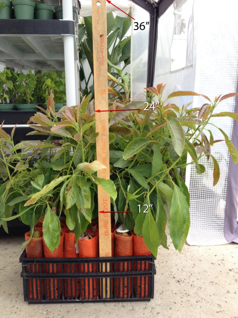 Fuerte Avocado Tree – Very Cold Hardy Avocado – Grafted Live Avocado ...