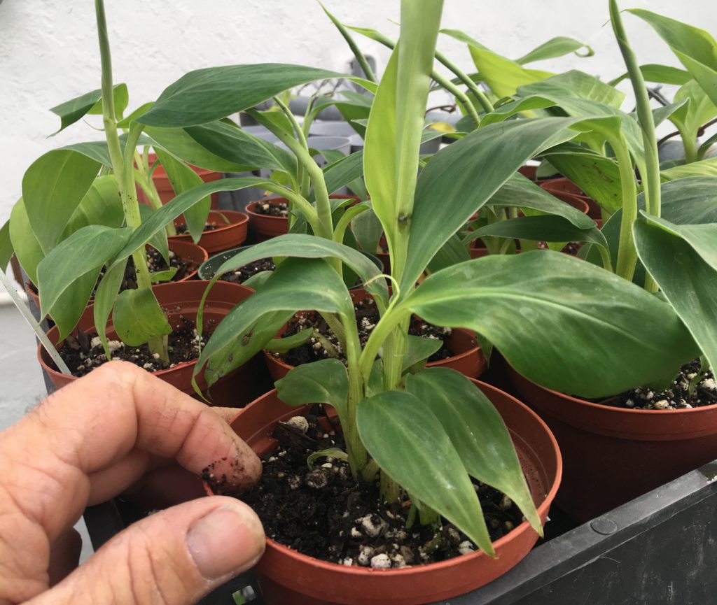 Dwarf Puerto Rican Plantain | Bountiful Garden Nursery