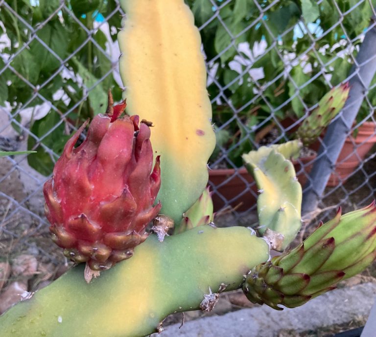 Sugar Dragon Dragon Fruit – S8 – Hylocereus guatemalensis | Bountiful ...