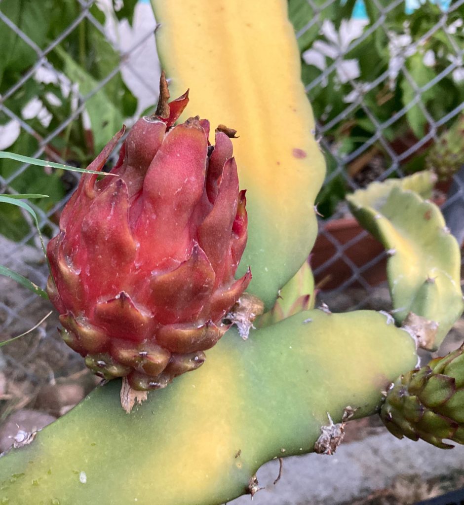 Sugar Dragon Dragon Fruit – S8 – Hylocereus guatemalensis | Bountiful ...