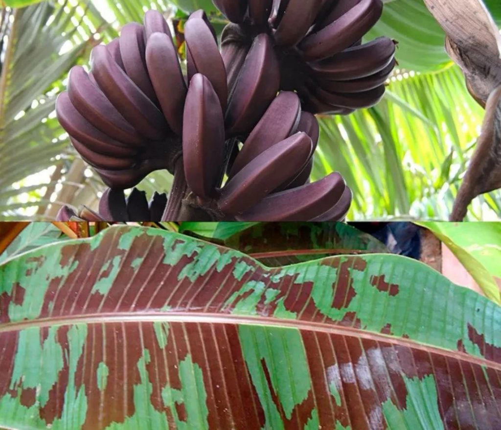 Dwarf Red banana – Edible Red Banana – Sumatrana “X” Cross Red Banana ...