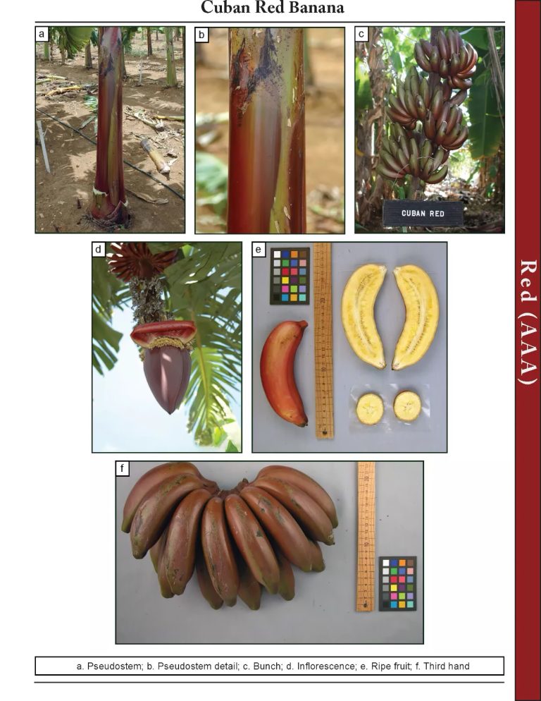 Cuban Red Banana | Bountiful Garden Nursery